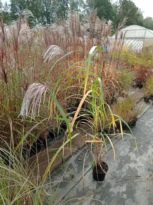 Miskant chiński 'Memory' – trawyagnieszki